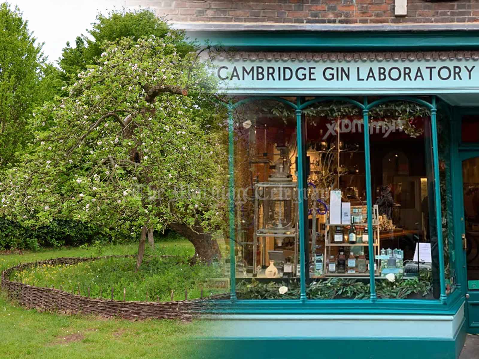 Revolutionary Gin Crafted from Sir Isaac Newton's Iconic Apple Tree